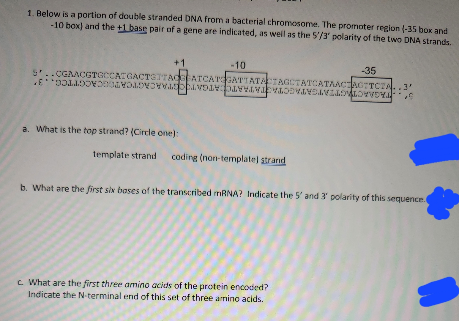 Below is a portion of double stranded DNA from a | Chegg.com