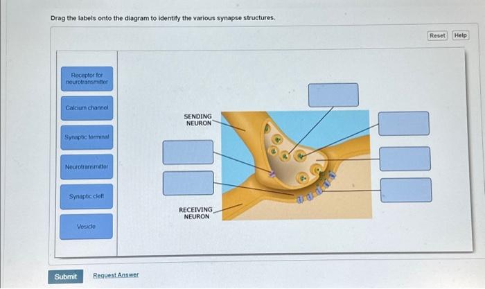 Solved Drag the labels onto the diagram to identify the | Chegg.com
