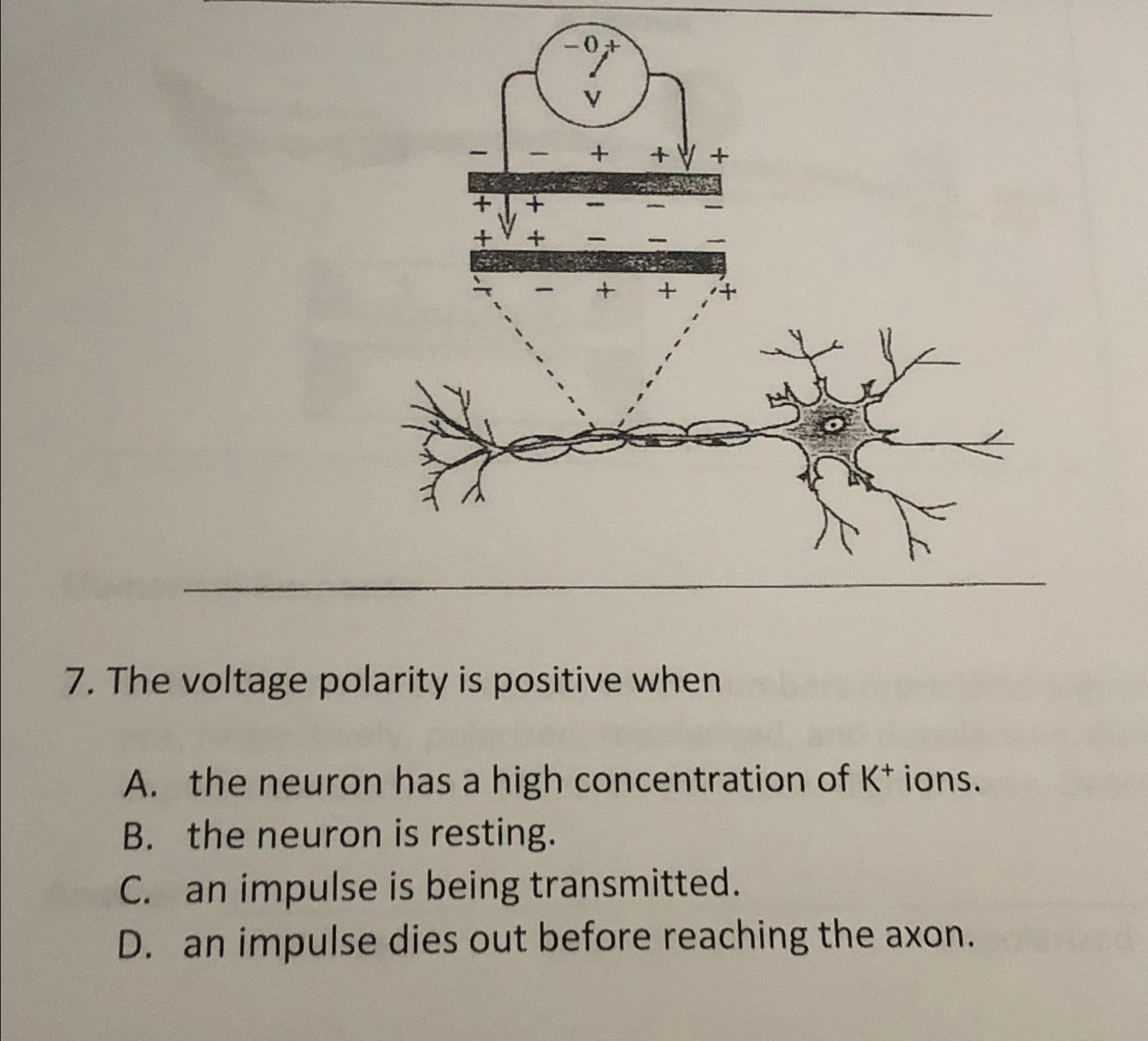 Solved The voltage polarity is positive whenA. ﻿the neuron | Chegg.com
