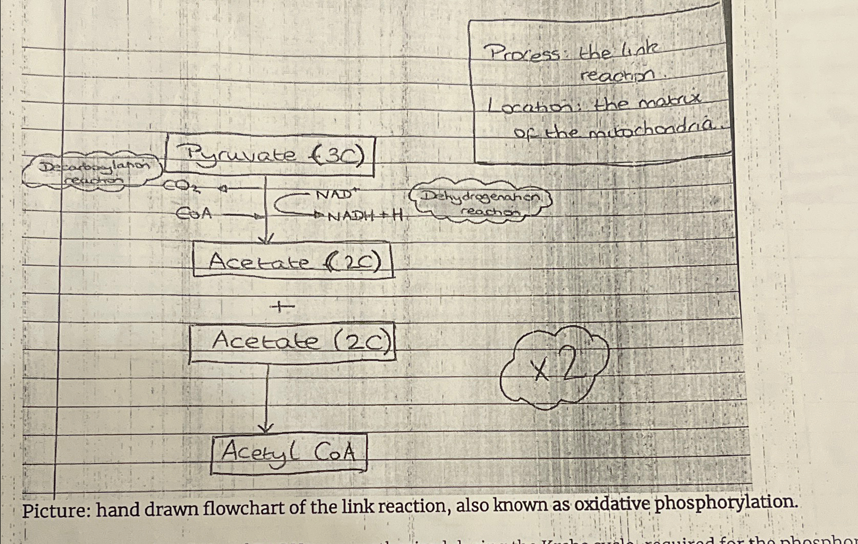 Solved Process: the link reactionLocation. the matrix of the | Chegg.com