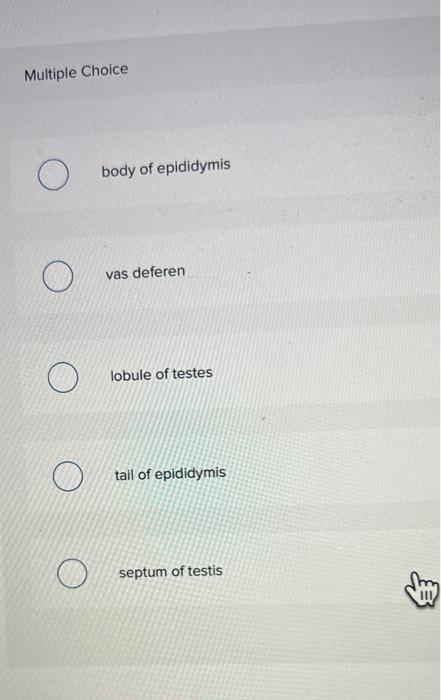 Solved Which structure is highlighted? Multiple Choice O | Chegg.com
