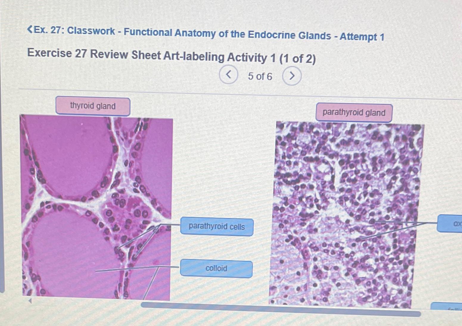 5 of 6parathyroid cellscolloid | Chegg.com