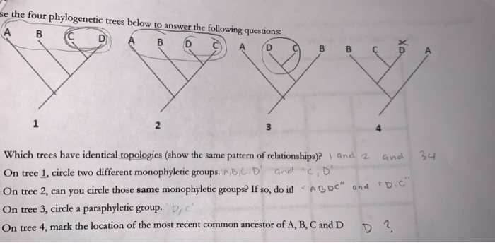 Solved se the four phylogenetic trees below to answer the | Chegg.com