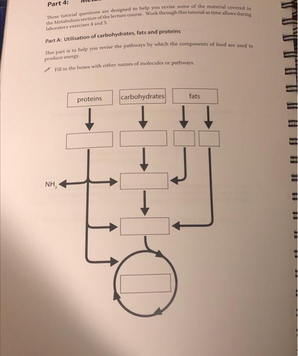Solved Part 4: These tutorial questions are designed to help | Chegg.com