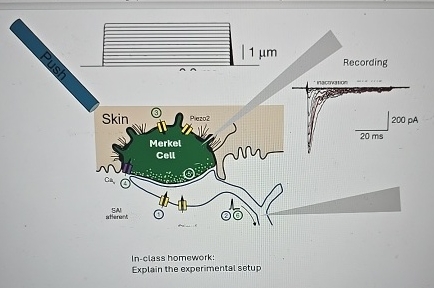 Solved In-class homework:Explain the experimental setup | Chegg.com