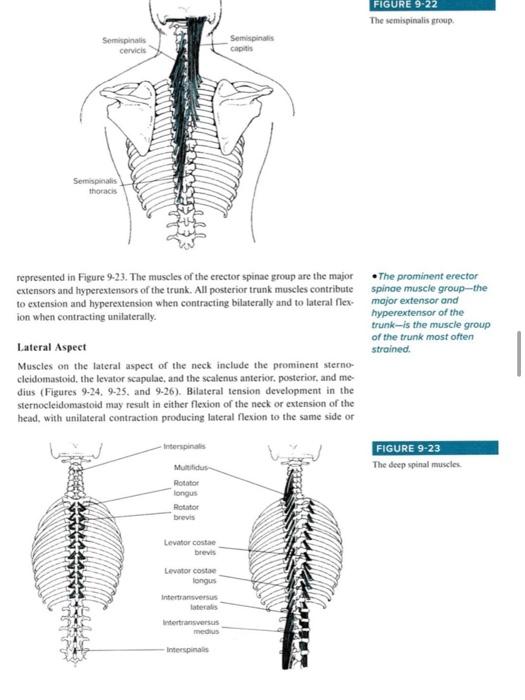 Solved 9) Explain how the body weight puts a shear load on | Chegg.com