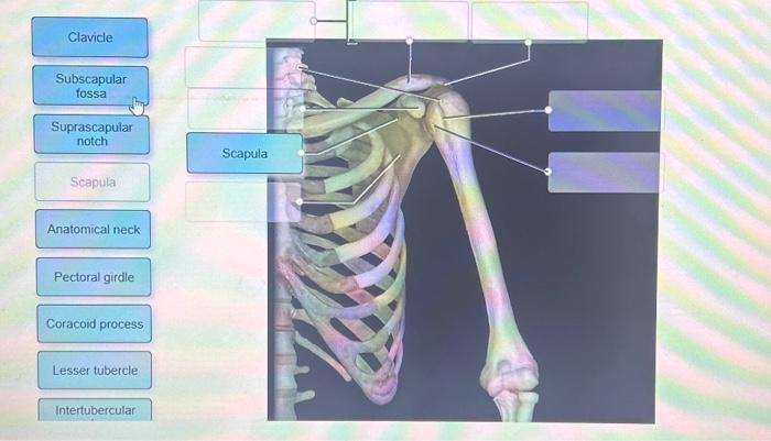 Solved Label the bony structures of the shoulder and upper | Chegg.com