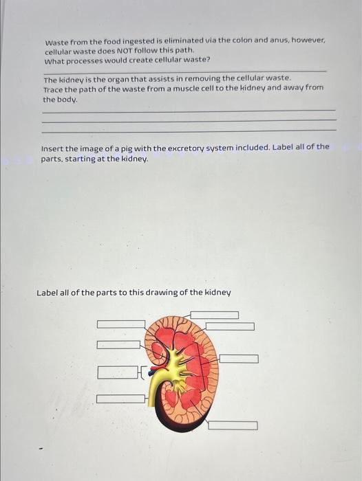 Solved Waste from the food ingested is eliminated via the | Chegg.com