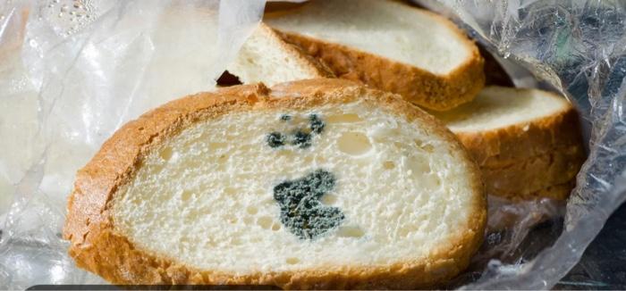 Solved 1. is it which types of turtle ? 2phylum ? 3. shared | Chegg.com