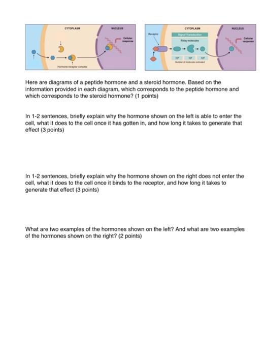 Solved Here are diagrams of a peptide hormone and a steroid | Chegg.com