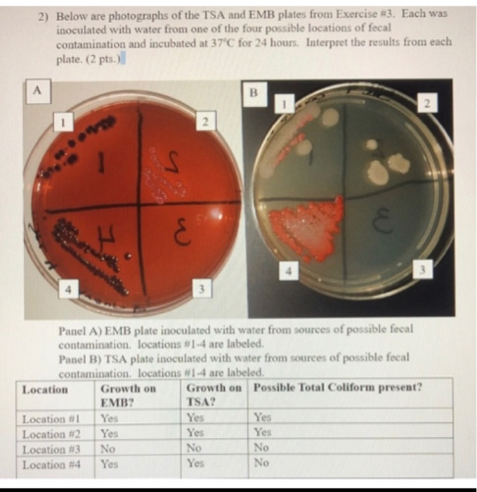Solved 2) Below are photographs of the TSA and EMB plates | Chegg.com