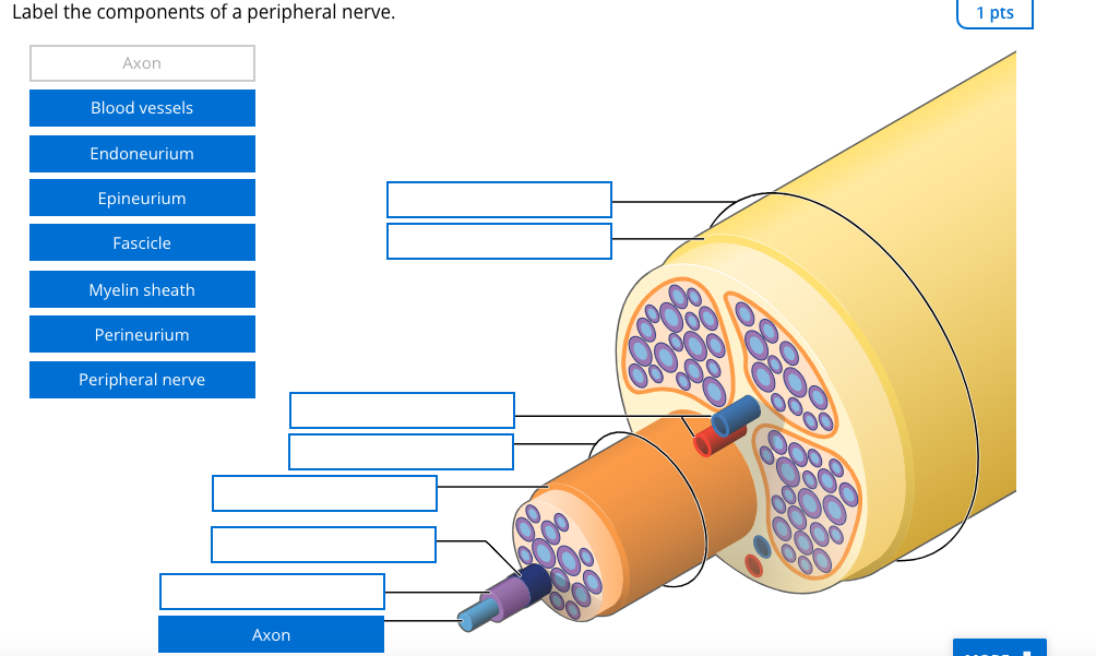 Solved Label the components of a peripheral nerve. | Chegg.com