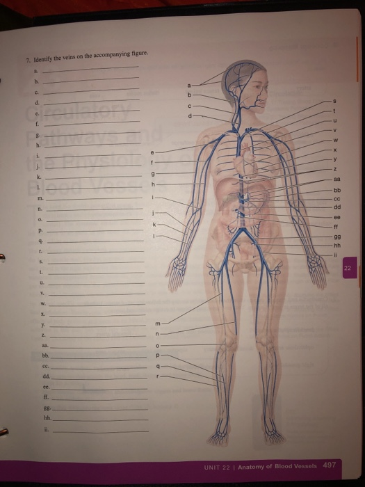 Solved 6. Identify the arteries on the accompanying figure. | Chegg.com