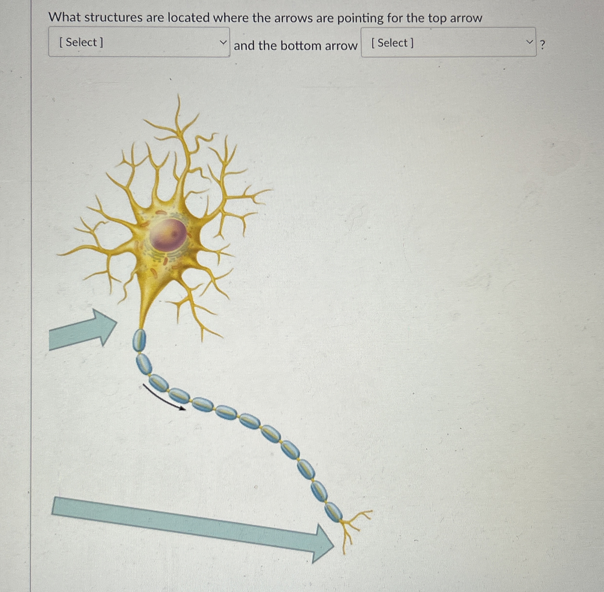 Solved What structures are located where the arrows are | Chegg.com
