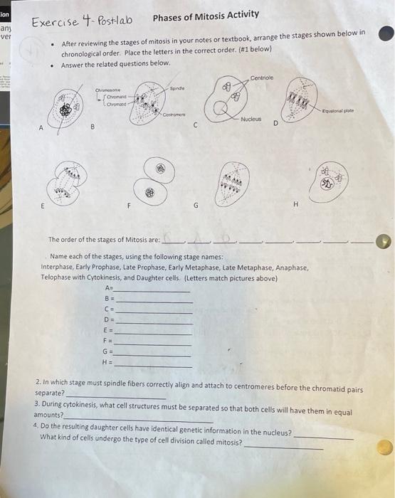 Solved - After reviewing the stages of mitosis in your notes | Chegg.com