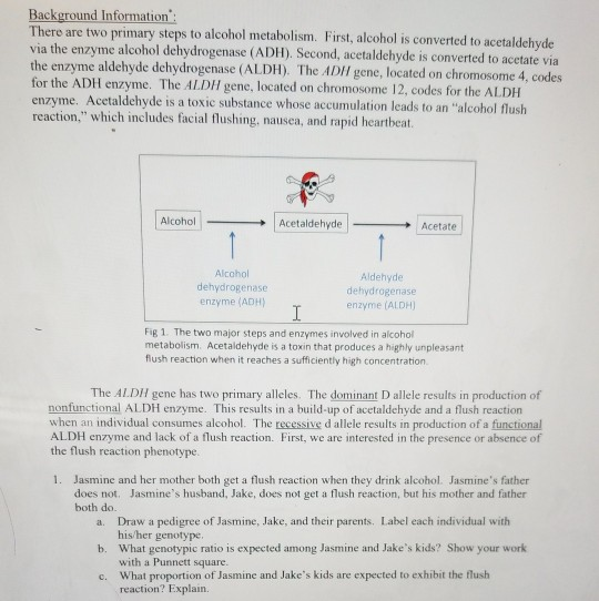 Solved Background Information: There are two primary steps | Chegg.com