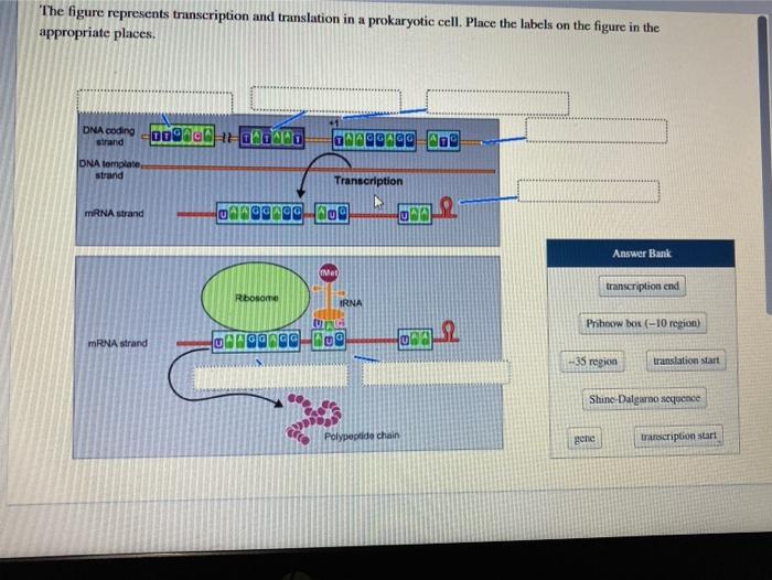 Solved The figure represents transcription and translation | Chegg.com