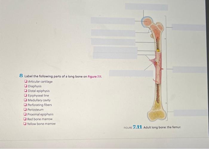Solved 8 Label the following parts of a long bone on Figur | Chegg.com