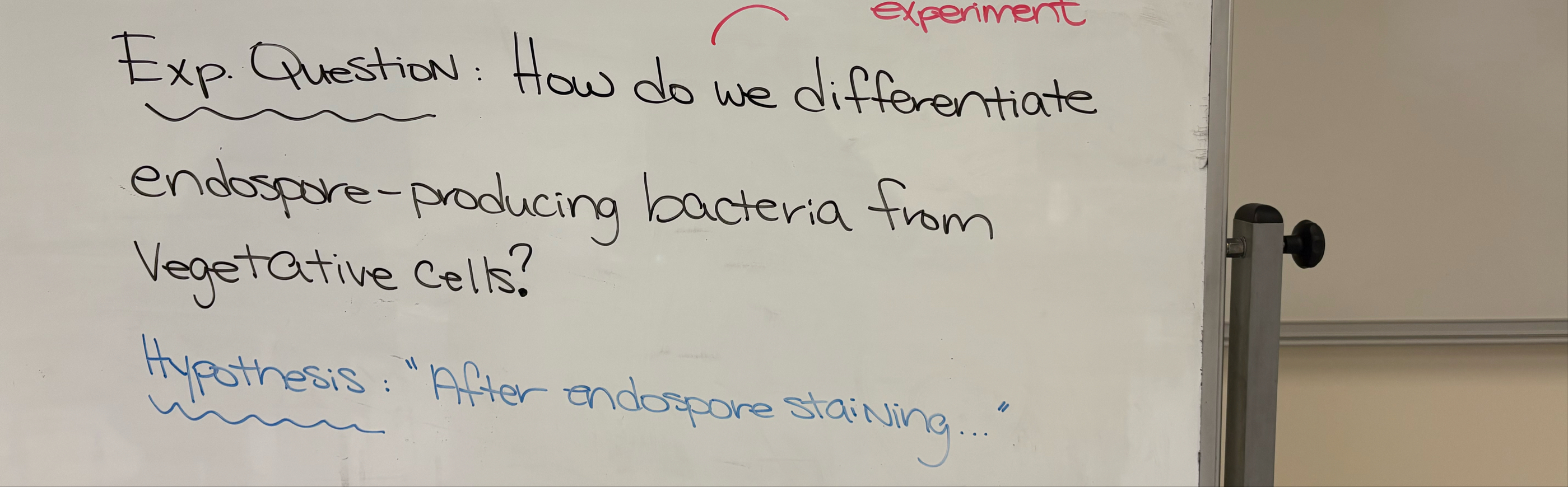 Solved Exp. Question: How do we differentiate | Chegg.com