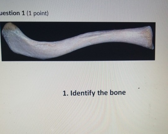 Solved uestion 1 (1 point) 1. Identify the bone | Chegg.com
