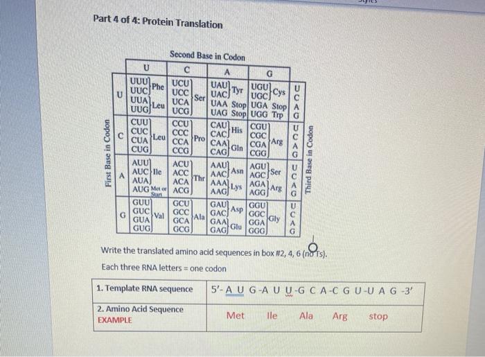 Solved Template DNA sequence 3-C ATGGCATACCAA ATAC G-5' | Chegg.com
