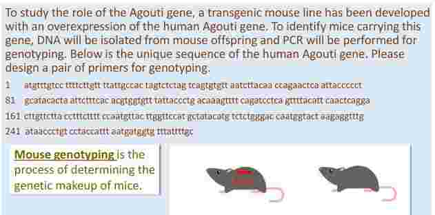Solved To study the role of the Agouti gene, a transgenic | Chegg.com