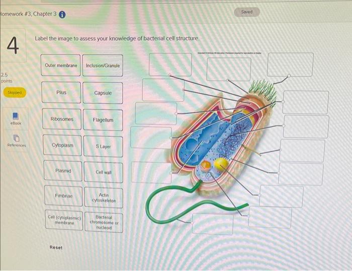 Solved Label the image to assess your knowledge of bacterial | Chegg.com