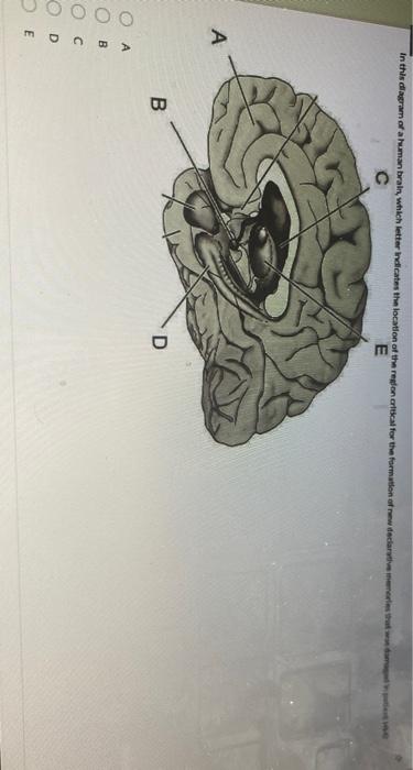 Solved A B C D A good example of a non-declarative memory | Chegg.com