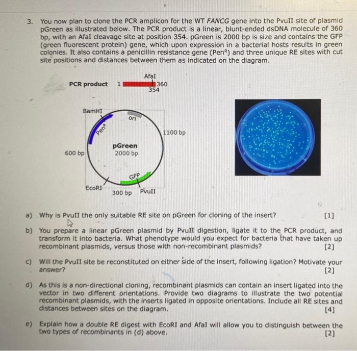 Solved 3. You now plan to clone the PCR amplicon for the WT | Chegg.com