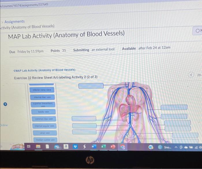 Solved CMAP Lab Activity (Anatomy of Biood Vessels) Exercise | Chegg.com