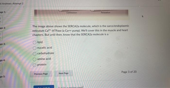 Solved The image above shows the SERCA2a molecule, which is | Chegg.com