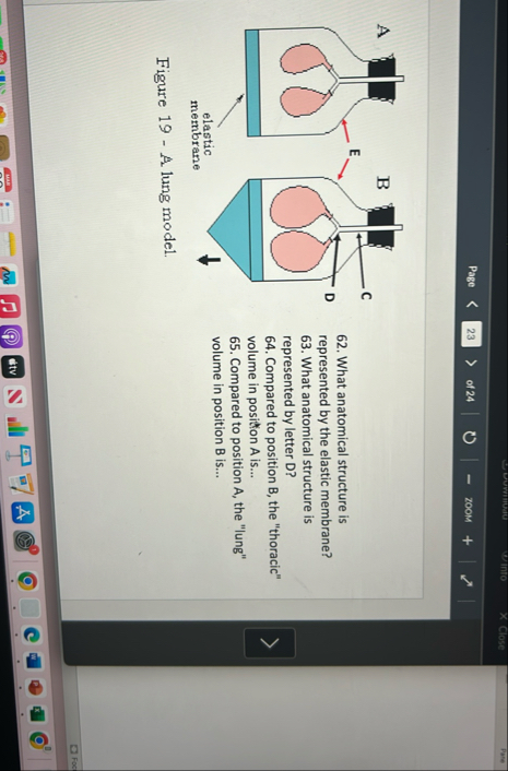 Solved 62. ﻿What anatomical structure is represented by the | Chegg.com