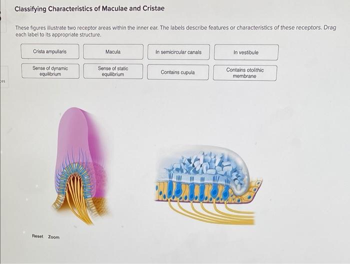 Solved Classifying Characteristics of Maculae and Cristae | Chegg.com