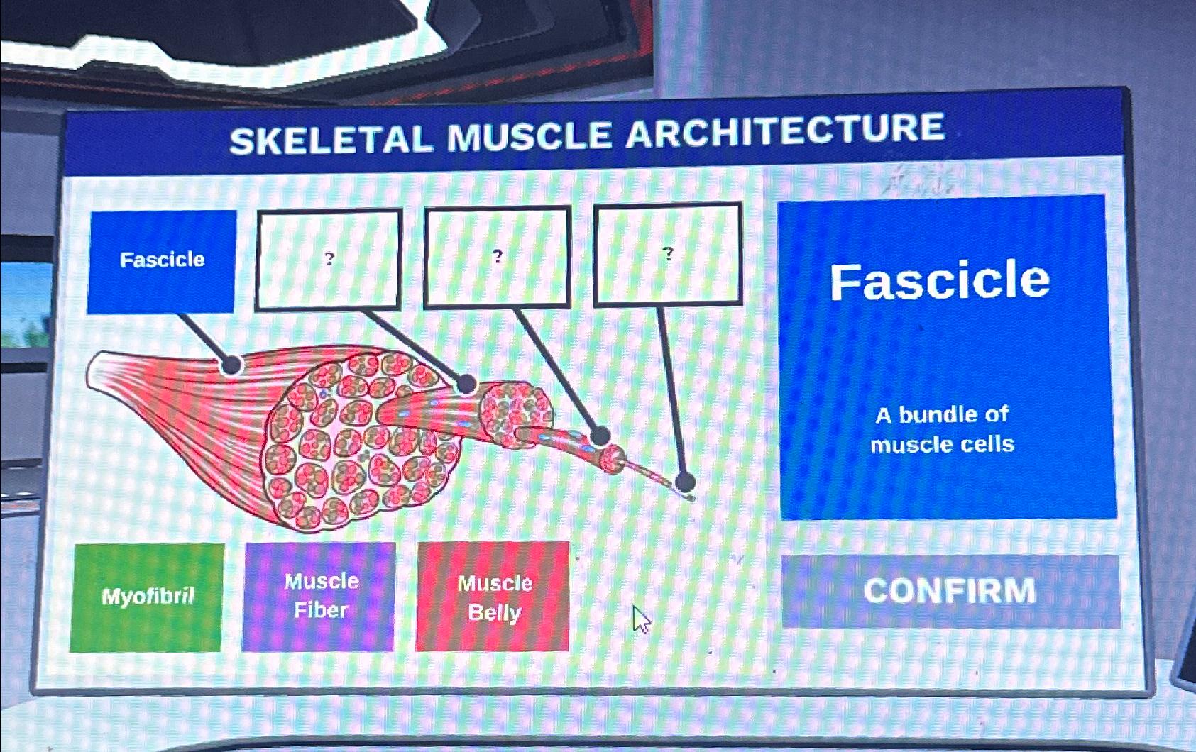 Solved SKELETAL MUSCLE ARCHITECTURE | Chegg.com