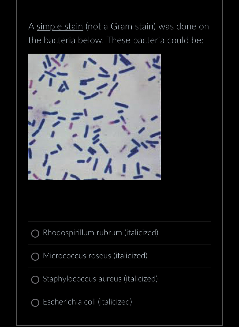 Solved A simple stain (not a Gram stain) ﻿was done on the | Chegg.com