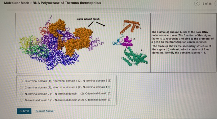 Solved Molecular Model: RNA polymerase of Thermus | Chegg.com