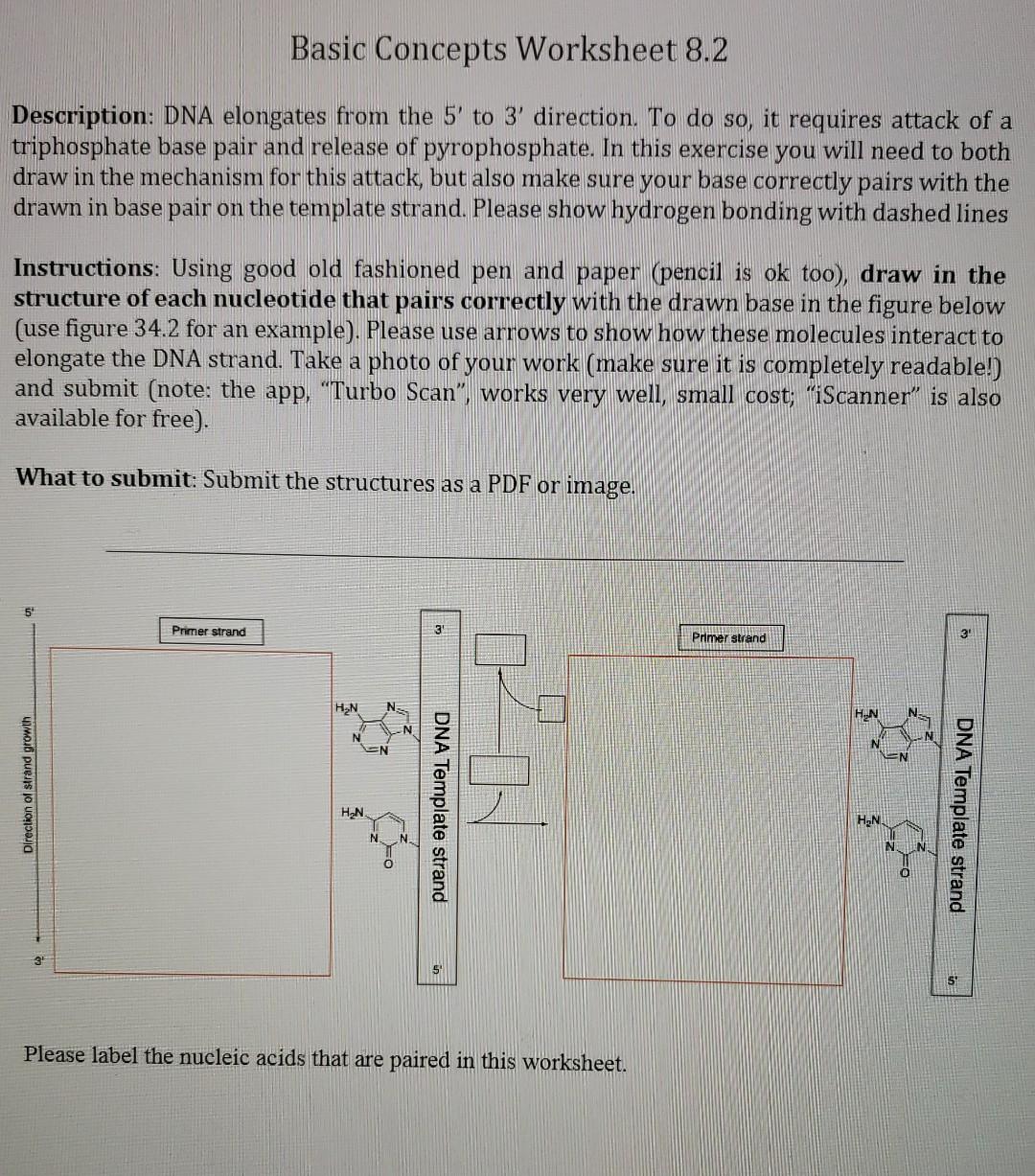 Solved Basic Concepts Worksheet 8.2 Description: DNA | Chegg.com