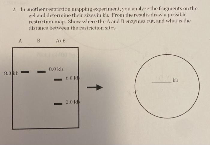 Solved 2. In another restriction mapping experiment, you | Chegg.com
