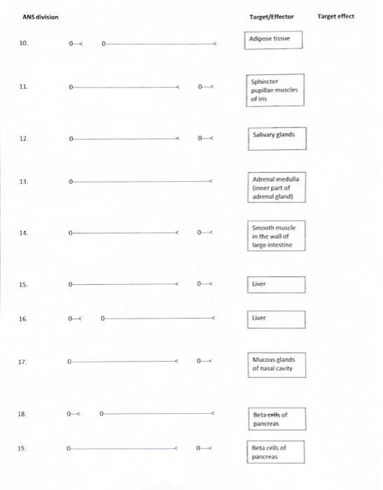 Solved Additional activity (first step) - ANS pathways Name | Chegg.com