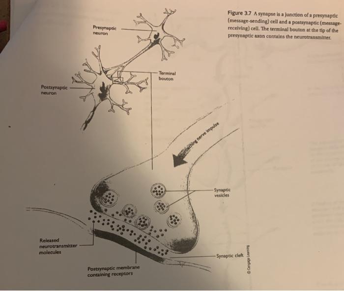Solved Presynaptic neuron Figure 3.7 A synapse is a junction | Chegg.com