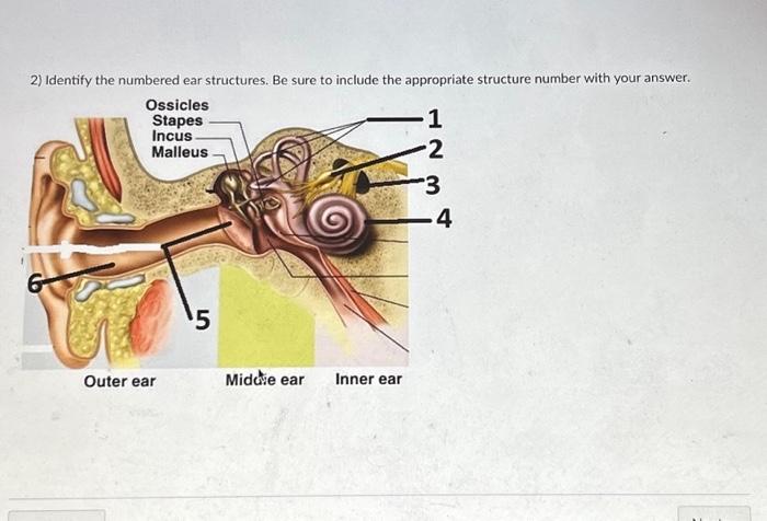 Solved 2) Identify the numbered ear structures. Be sure to | Chegg.com