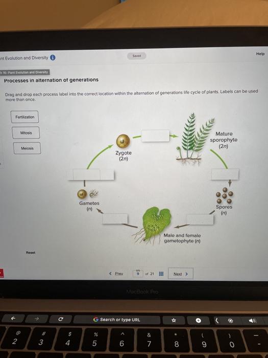 Solved Help nt Evolution and Diversity PM Evolution and | Chegg.com