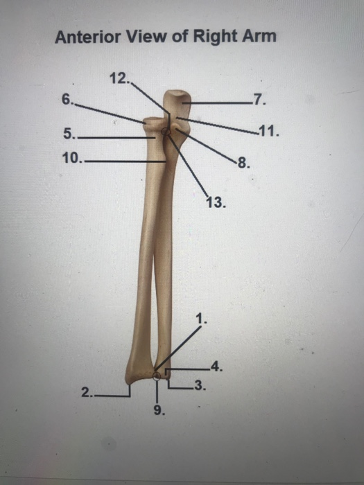 Solved Anterior View of Right Arm 12. 6. -7. 5. 11. 10. 8. | Chegg.com