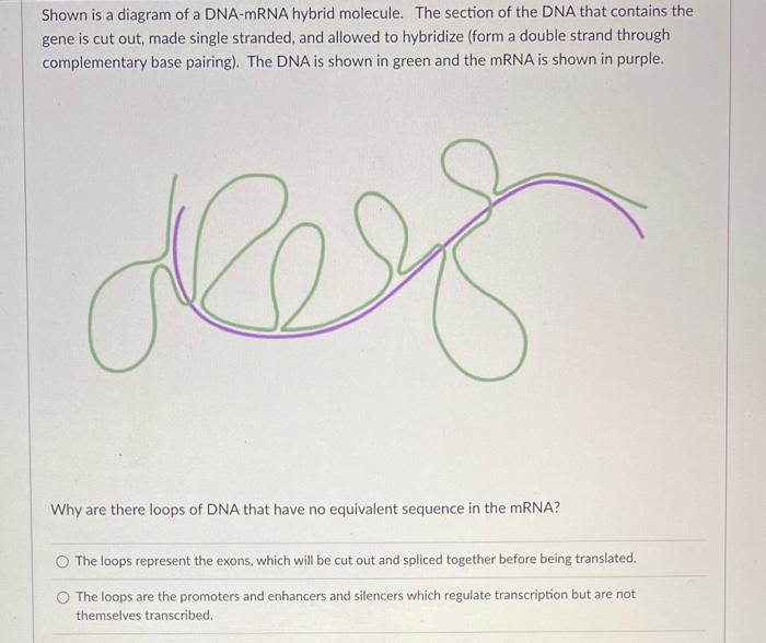 Solved Shown is a diagram of a DNA-mRNA hybrid molecule. The | Chegg.com
