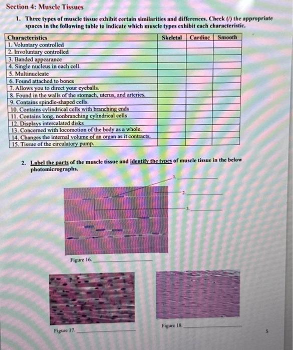 Solved Topic 7 Worksheet Human Tissue Types Section 1 1335