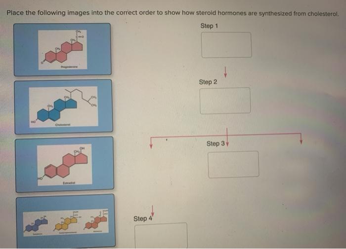 Solved Place the following images into the correct order to | Chegg.com