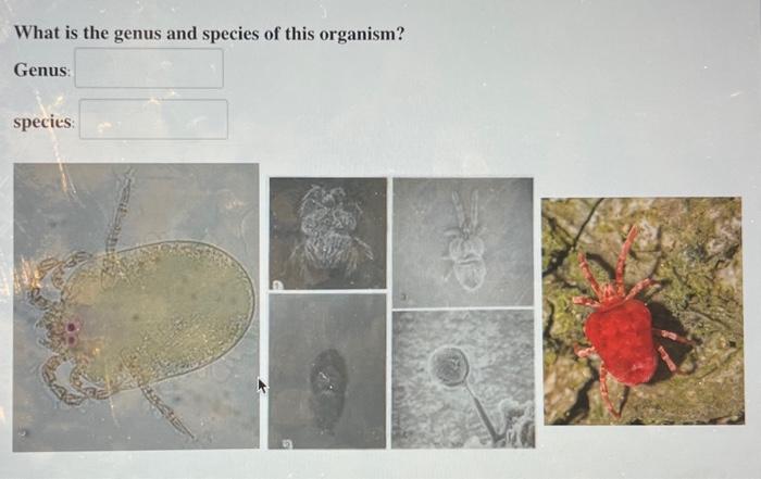 Solved What is the genus and species of this organism? Genus | Chegg.com