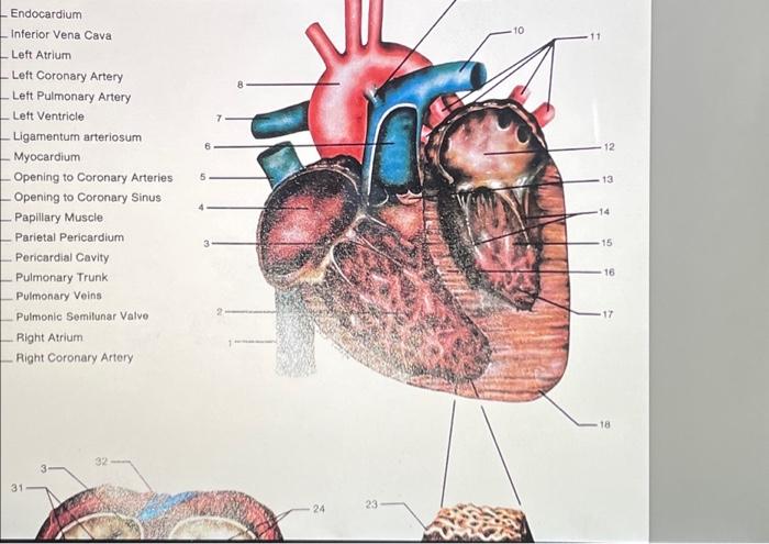Endocardium Inferior Vena Cava Left Atrium Left | Chegg.com