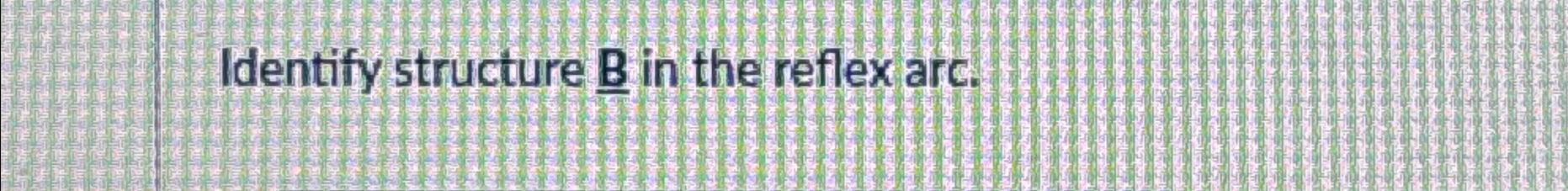 Solved Identify structure B ﻿in the reflex arc. | Chegg.com