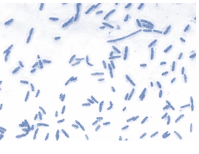 Solved Possible Unknown Organisms and Expected | Chegg.com